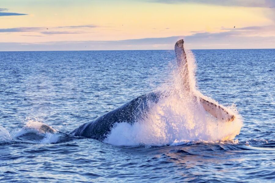 South Maui: Whale Watch Kayaking and Snorkel Tour in Kihei - The Itinerary in Detail
