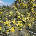 South Okanagan Desert Tour - Wild Snake Search at NkMip Desert Cultural Centre