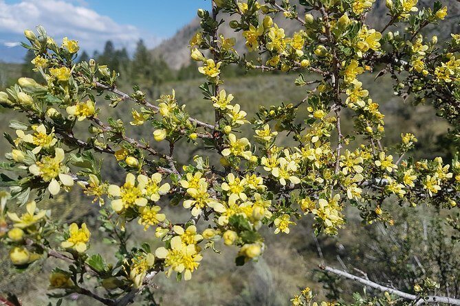 South Okanagan Desert Tour - Wild Snake Search at NkMip Desert Cultural Centre