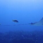 SPECIAL!! 2 Tank Wreck & Drift Reef dives - The Beauty of Isla Mujeres’ 2-Tank Dive Experience