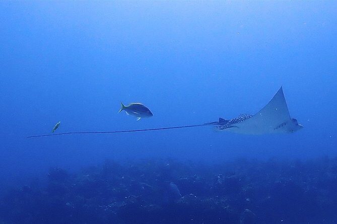 SPECIAL!! 2 Tank Wreck & Drift Reef dives - The Beauty of Isla Mujeres’ 2-Tank Dive Experience