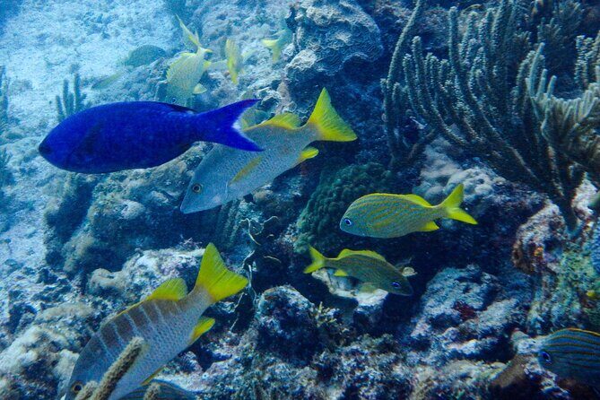 SPECIAL! Snorkel at MUSA - The Underwater Museum Reservation - Practical Details: What You Need to Know