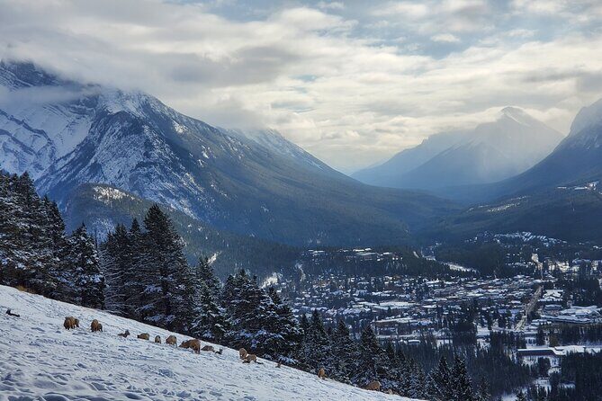 Spectacular Banff Day - Gondola Included - What Makes This Tour Stand Out?