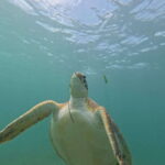 sport fishing and snorkeling in the reef in costa maya - Practical Tips for Booking and Enjoying the Tour