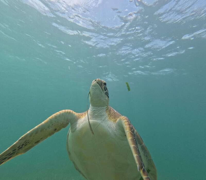 sport fishing and snorkeling in the reef in costa maya - Practical Tips for Booking and Enjoying the Tour