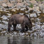Spring Bear and Waterfall Tour - Who Will Love This Tour?