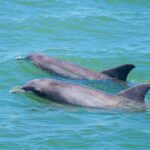 St. Augustine: Expert-Led Dolphin & Wildlife Eco Adventure - Who Will Love This Tour?