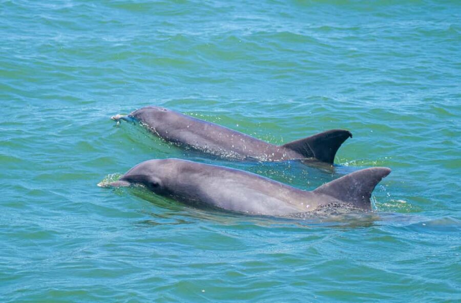 St. Augustine: Expert-Led Dolphin & Wildlife Eco Adventure - Who Will Love This Tour?