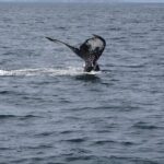 St. John's, Quidi Vidi Village & Signal Hill Small Group Tour - Practical Details That Matter