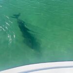St. Petersburg, FL: 4-Hour Private Beach Tour - Why This Tour Is a Great Value
