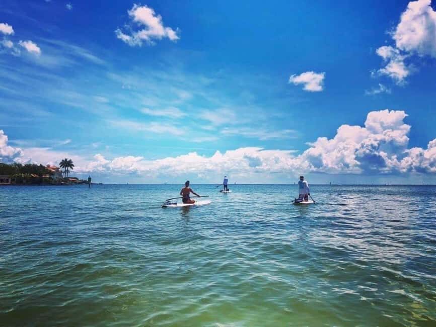 St. Petersburg: Paddle Board Tour with Wildlife Spotting - What You Can Expect
