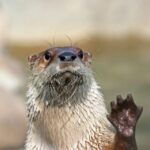 Stoneham, Massachusetts: Stone Zoo Entry Ticket - Practical Advice for Visitors