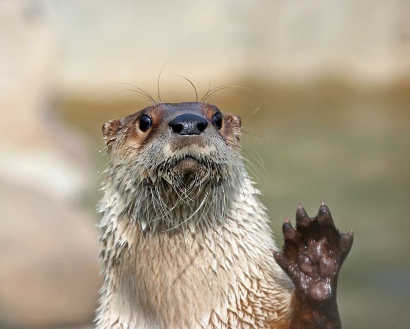 Stoneham, Massachusetts: Stone Zoo Entry Ticket - Practical Advice for Visitors