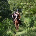 STROLL the Jungle Trails on a HORSE. Includes Transportation and Equipment. - What Travelers Say