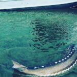 Sturgeon fishing on the Fraser river - What to Expect on Your Day of Fishing