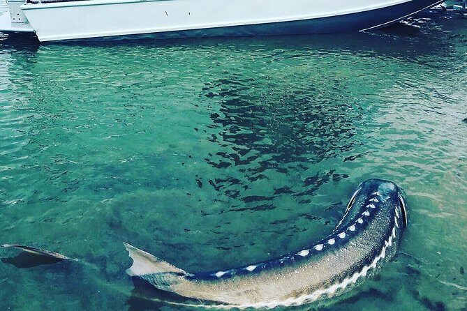 Sturgeon fishing on the Fraser river - What to Expect on Your Day of Fishing