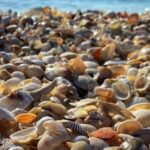 Sunrise and Shine 10,000 Islands Shelling Tour - Who Should Consider This Tour?