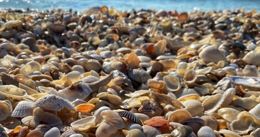 Sunrise and Shine 10,000 Islands Shelling Tour - Who Should Consider This Tour?
