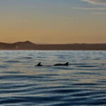 Sunset Cruise in San Jose del Cabo - What to Expect: A Closer Look at the Itinerary