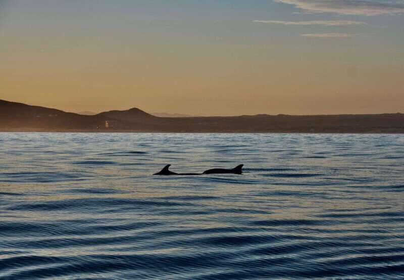Sunset Cruise in San Jose del Cabo - What to Expect: A Closer Look at the Itinerary