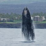 Sunset Cruise with the Whales from Kawaihae Harbor - A Closer Look at the Itinerary