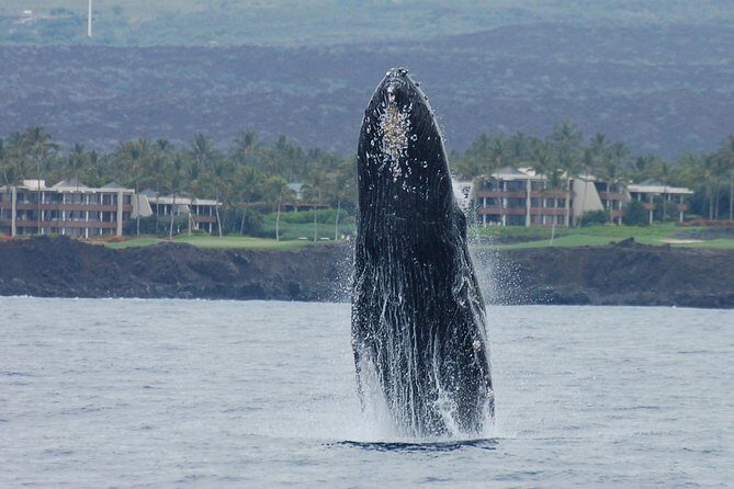 Sunset Cruise with the Whales from Kawaihae Harbor - A Closer Look at the Itinerary