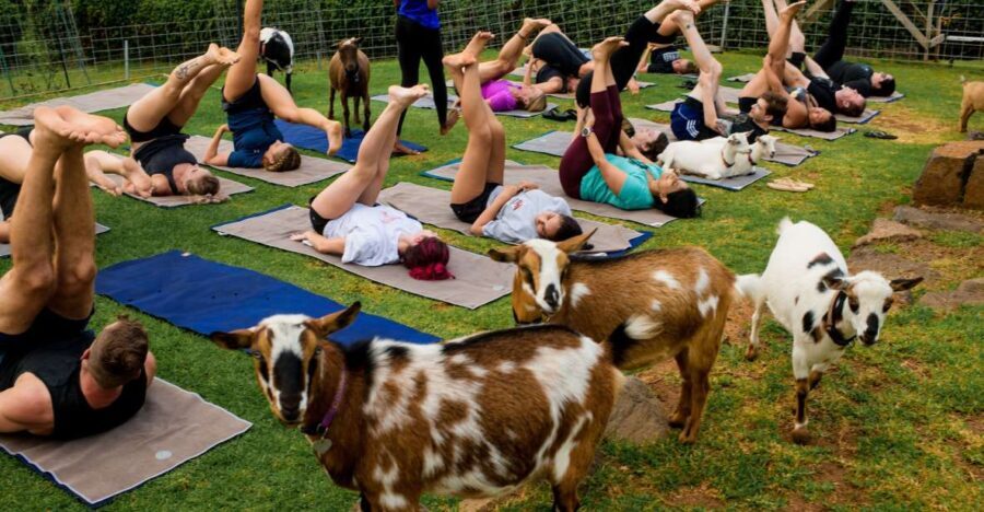 Sunset Maui Goat Yoga with Live Music - The Experience in Detail: What You’ll Actually Do