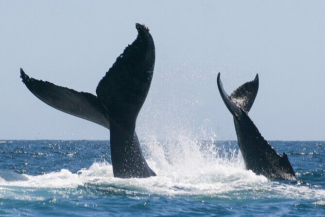 Sunset Whale Watching in San Jose del Cabo - Authentic Feedback from Travelers