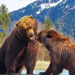 Sunset Wilderness Wildlife and Glacier Experience - Key Points