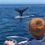 Superior 2hr Private Whale & Dolphin Watching Newport Beach - Why the Vessel Matters: Comfort and Safety at Sea