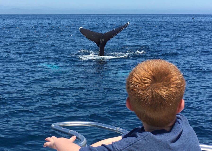 Superior 2hr Private Whale & Dolphin Watching Newport Beach - Why the Vessel Matters: Comfort and Safety at Sea