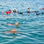Swim and Paddle Board with Wild Dolphin Pods in Puerto Vallarta - Practical Details and Value