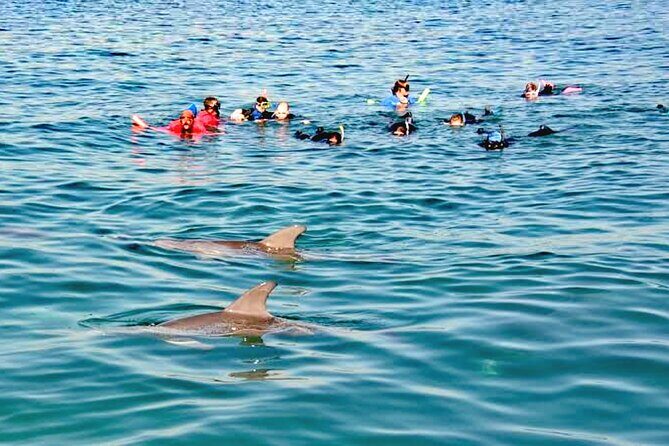 Swim and Paddle Board with Wild Dolphin Pods in Puerto Vallarta - Practical Details and Value