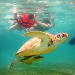 Swim with sea turtles - Who This Tour Is Best For