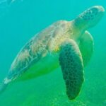 Swim with Sea Turtles in Akumal Plus Visit and Swim in a Cenote - Analyzing the Value