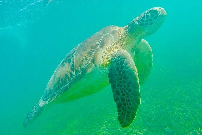 Swim with Sea Turtles in Akumal Plus Visit and Swim in a Cenote - Analyzing the Value