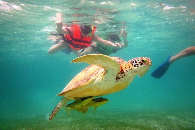 Swim with sea turtles - Who This Tour Is Best For