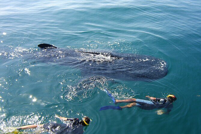 Swim with the Whale Shark on Holbox Island - What’s Included and What’s Not