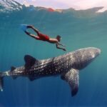 Swim with Whale Shark from Cancun - Practical Tips and Considerations