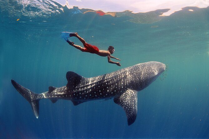 Swim with Whale Shark from Cancun - Practical Tips and Considerations