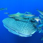 Swim with Whale Shark from Isla Mujeres and Cancun - What Reviews Say About This Tour