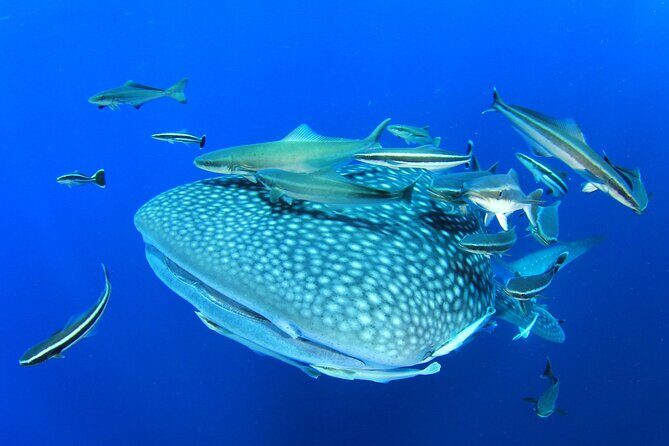Swim with Whale Shark from Isla Mujeres and Cancun - What Reviews Say About This Tour