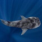 Swim with Whale Shark from La Paz - Final Thoughts: Is It Worth It?