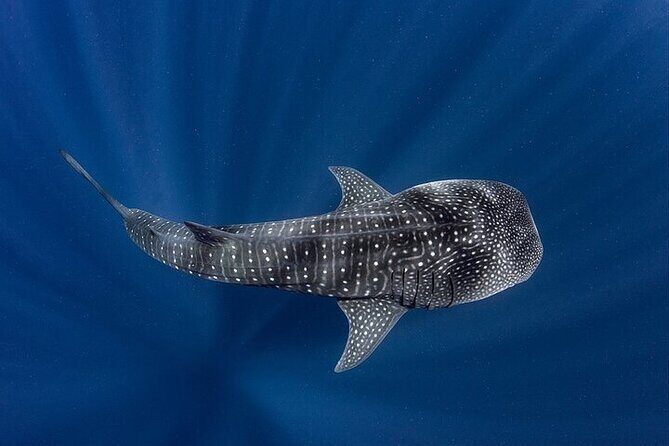 Swim with Whale Shark from La Paz - Final Thoughts: Is It Worth It?
