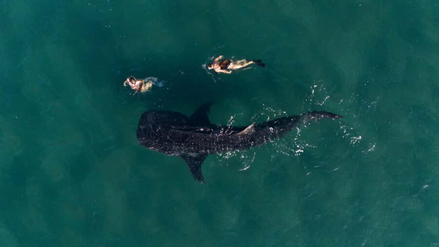 Swim with Whale Sharks in La Paz - Who Will Love This Tour?
