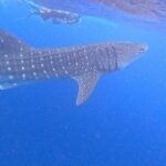 Swim with Whale Sharks Private tour from Playa del Carmen - What to Expect from the Tour