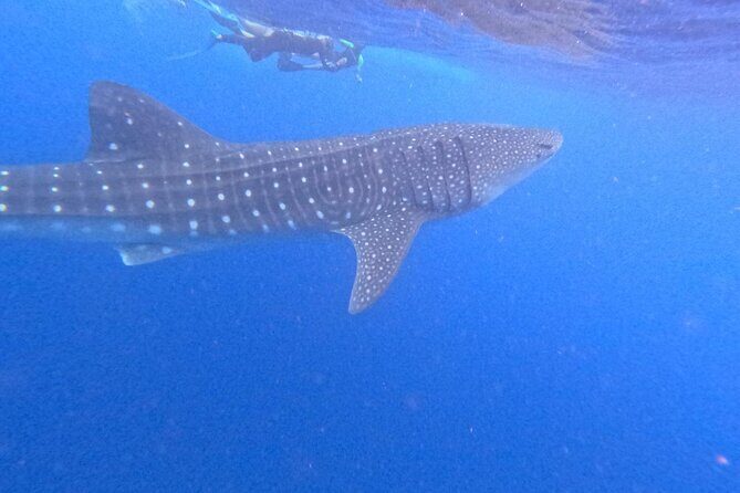 Swim with Whale Sharks Private tour from Playa del Carmen - What to Expect from the Tour