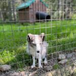 Sydney City Roots and Wildlife Trails of Cape Breton Island - Who Should Consider This Tour?