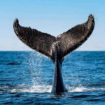 Tadoussac/Charlevoix: 3-Hour Whale Watching Boat Tour - Who Will Love This Tour?