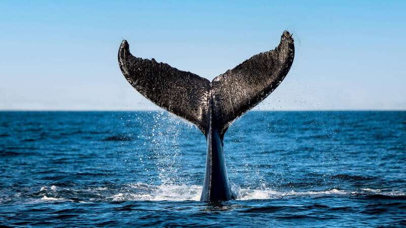 Tadoussac/Charlevoix: 3-Hour Whale Watching Boat Tour - Who Will Love This Tour?
